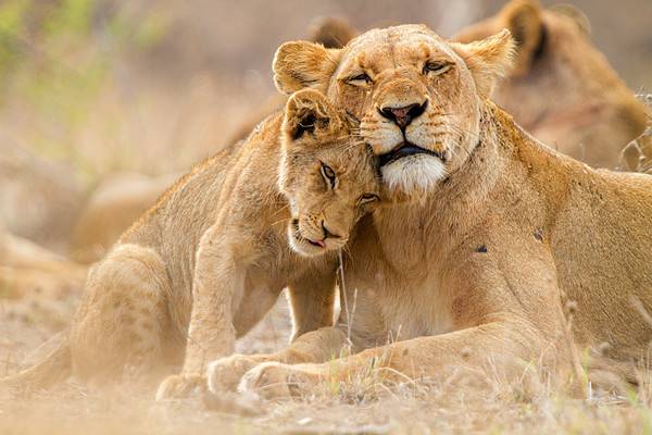 How Do Lions Communicate With Each Other? - A-Z Animals