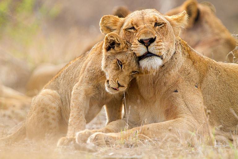 How Lions Communicate Across Miles Using Their Powerful Roars - A-Z Animals