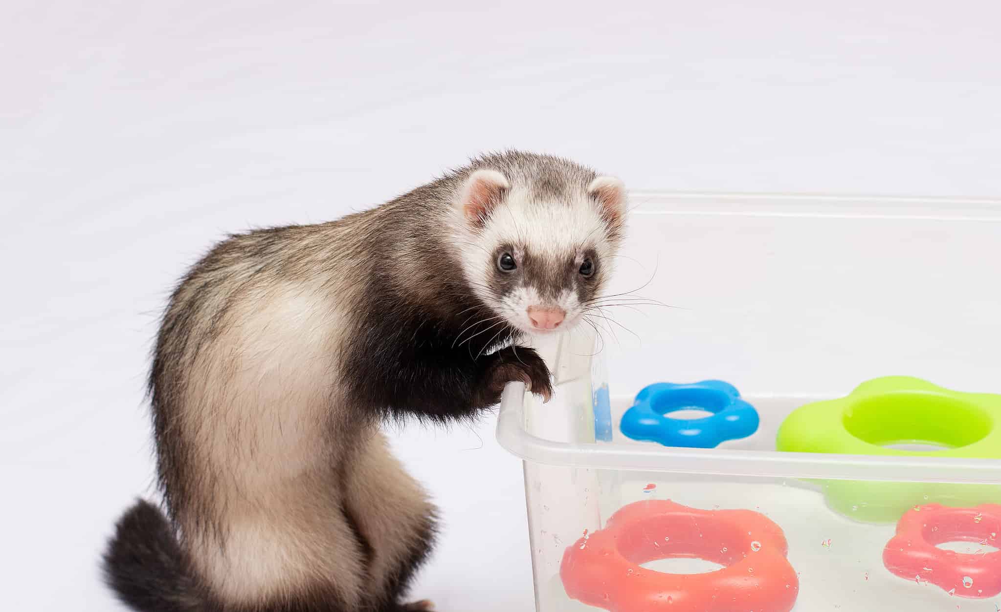 The Best and Cutest List of 100 Ferret Names - A-Z Animals