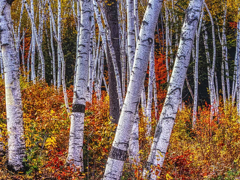 6 Signs That Something Is Wrong With Your Paper Birch Tree