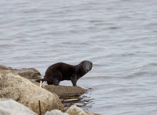 Yes, Ferrets Can Swim but Take These 10 Precautions - A-Z Animals