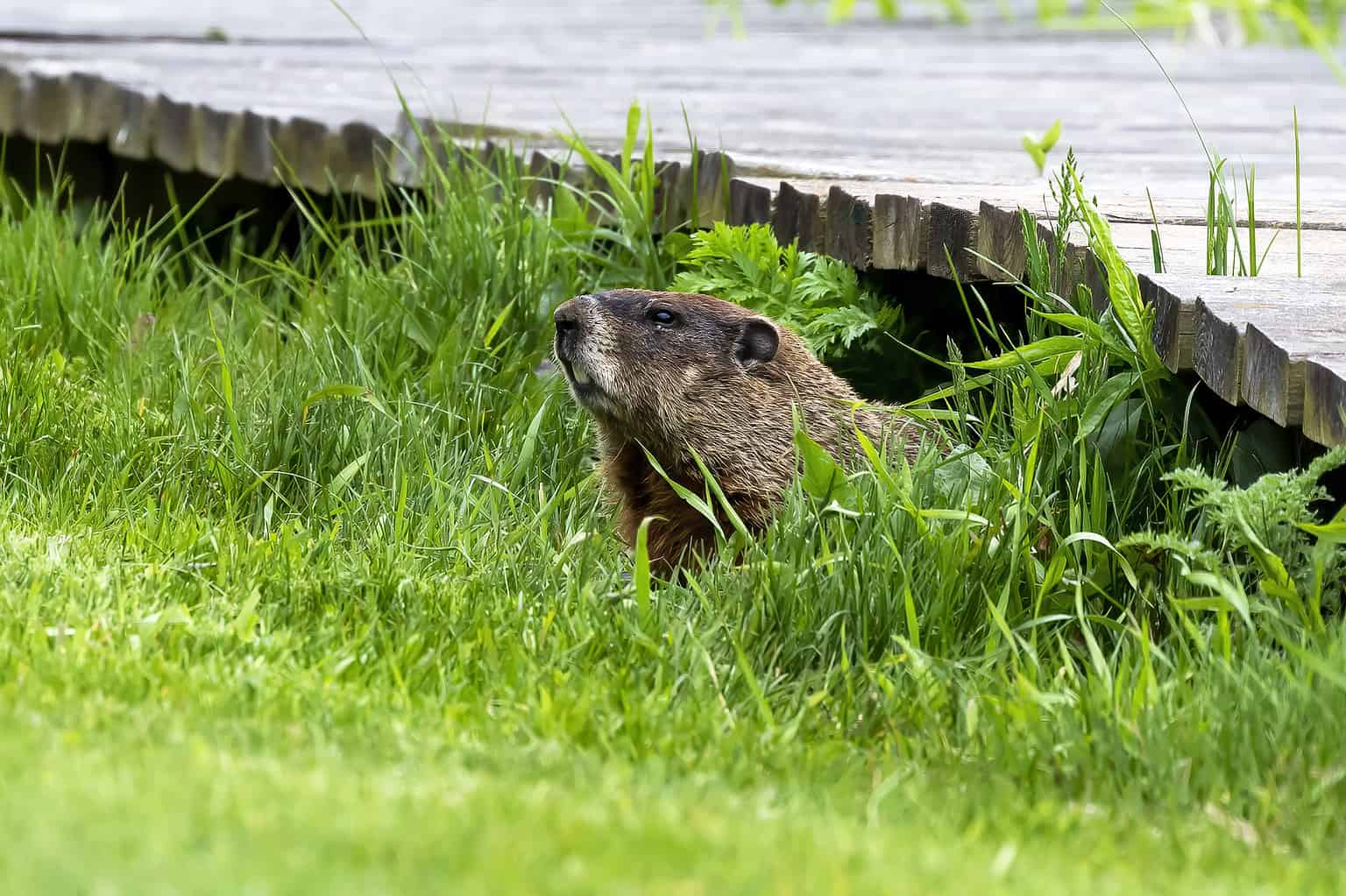 Things You’ll See in Hot Springs National Park: Wildlife Guide - A-Z ...