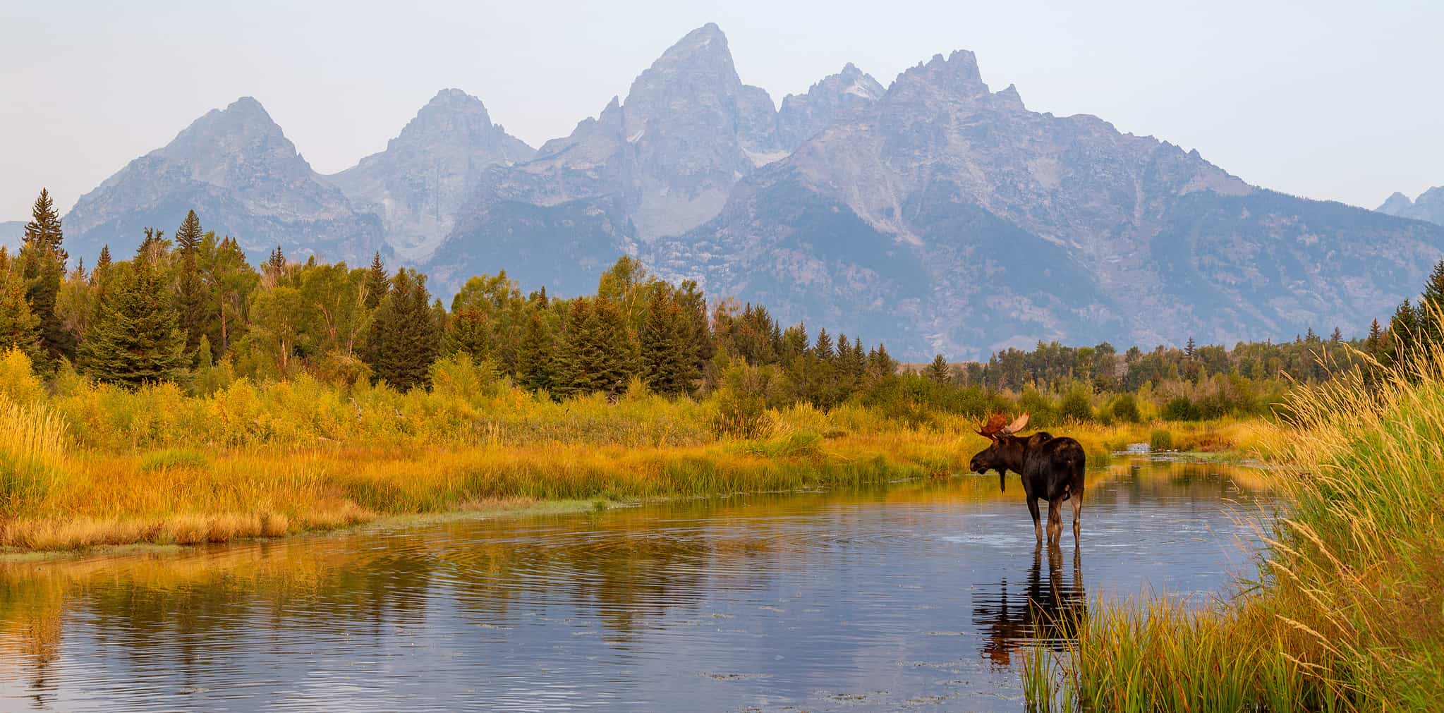 From Elk to Raptors: Animals of Grand Teton National Park - A-Z Animals