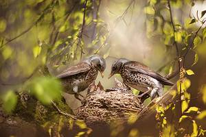 15 Animals Relationships That Work Together In the Wild - A-Z Animals