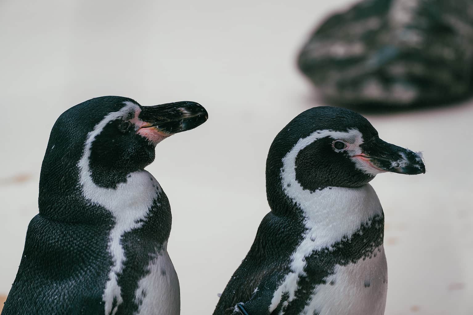 Male vs. Female Penguins: 5 Key Differences - A-Z Animals