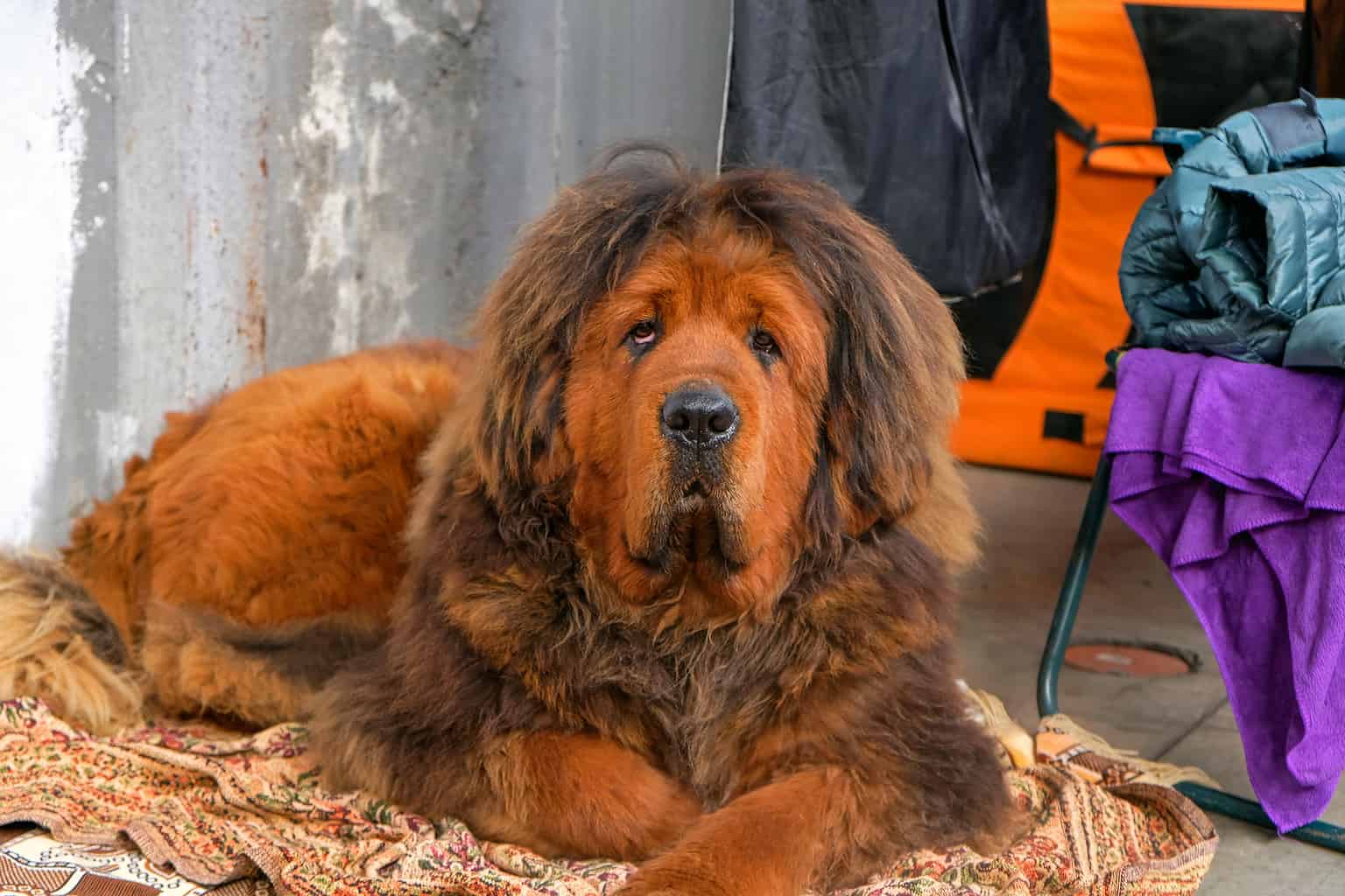 Tibetan Mastiff Progression: Growth Chart, Milestones, and Training ...