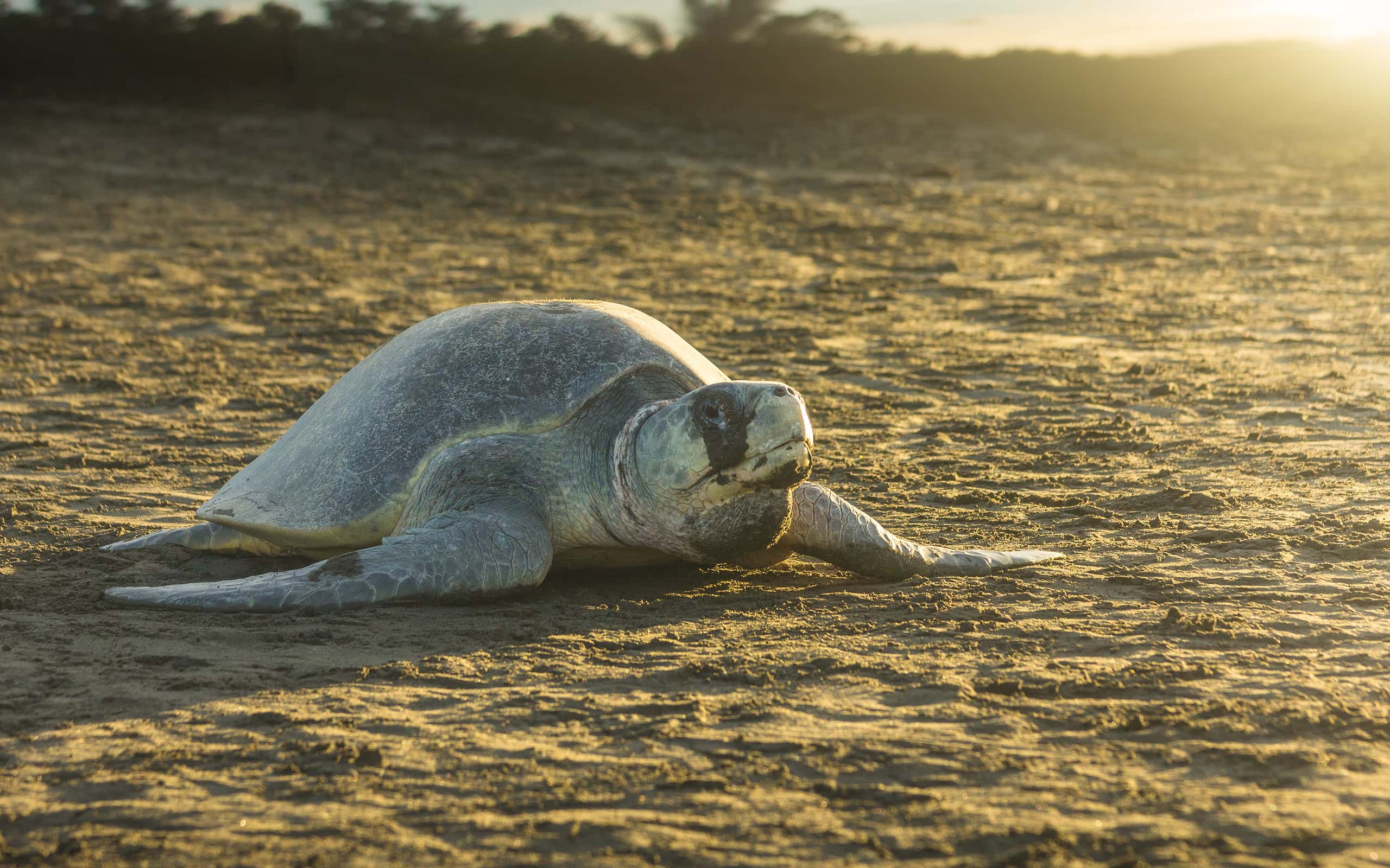The World’s Oldest Turtle Has Survived for Centuries - A-Z Animals