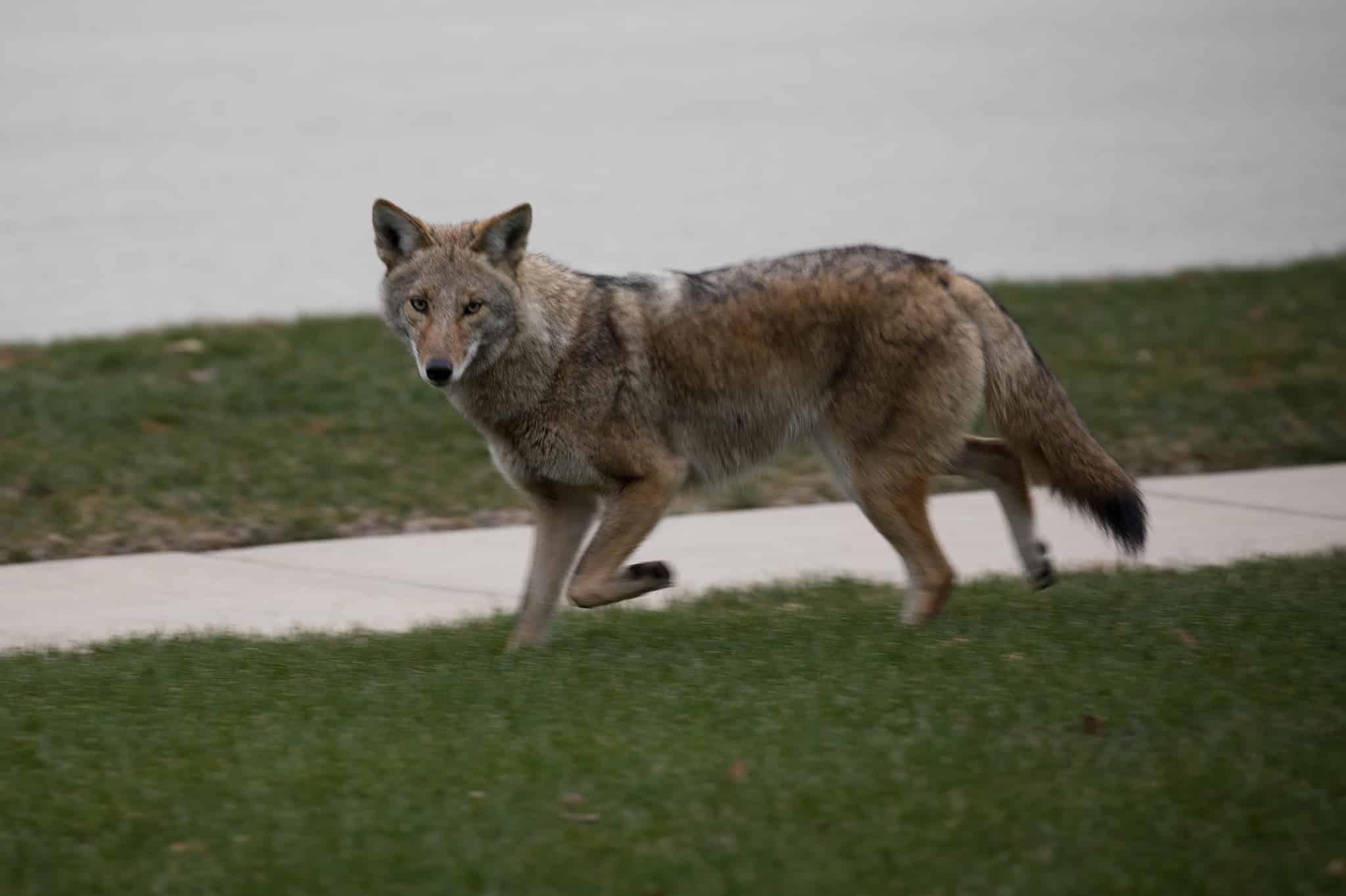 Signs a Coyote Has Rabies and What to Do If Bitten by One - A-Z Animals