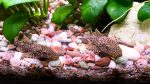 15 Cheap Freshwater Aquarium Fish to Buy on a Budget - A-Z Animals