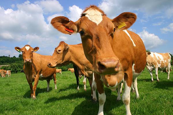300+ Perfect Cow Names - A-Z Animals