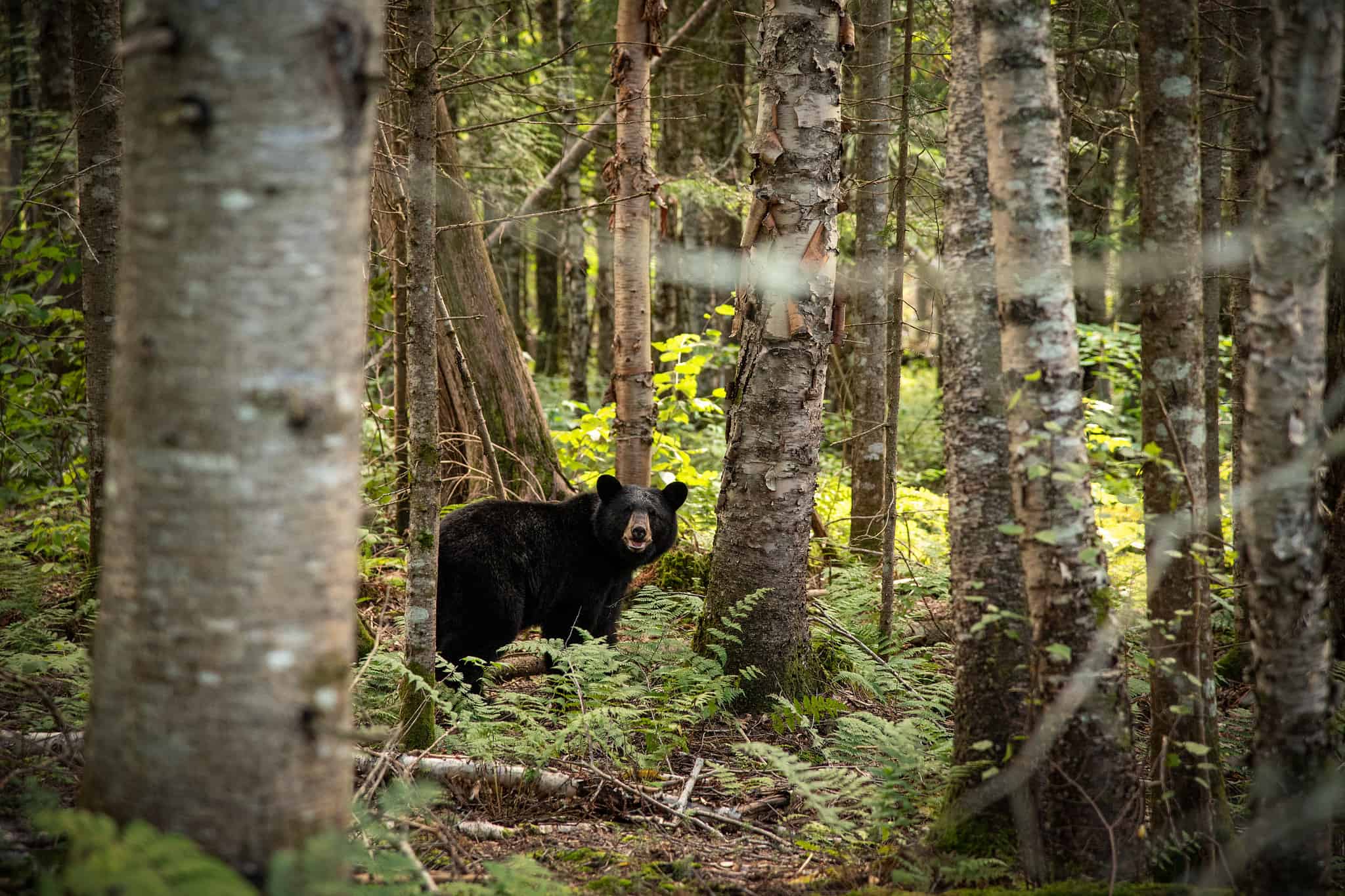 The Black Bear and Alabama: How This Native Species Earned State Status ...