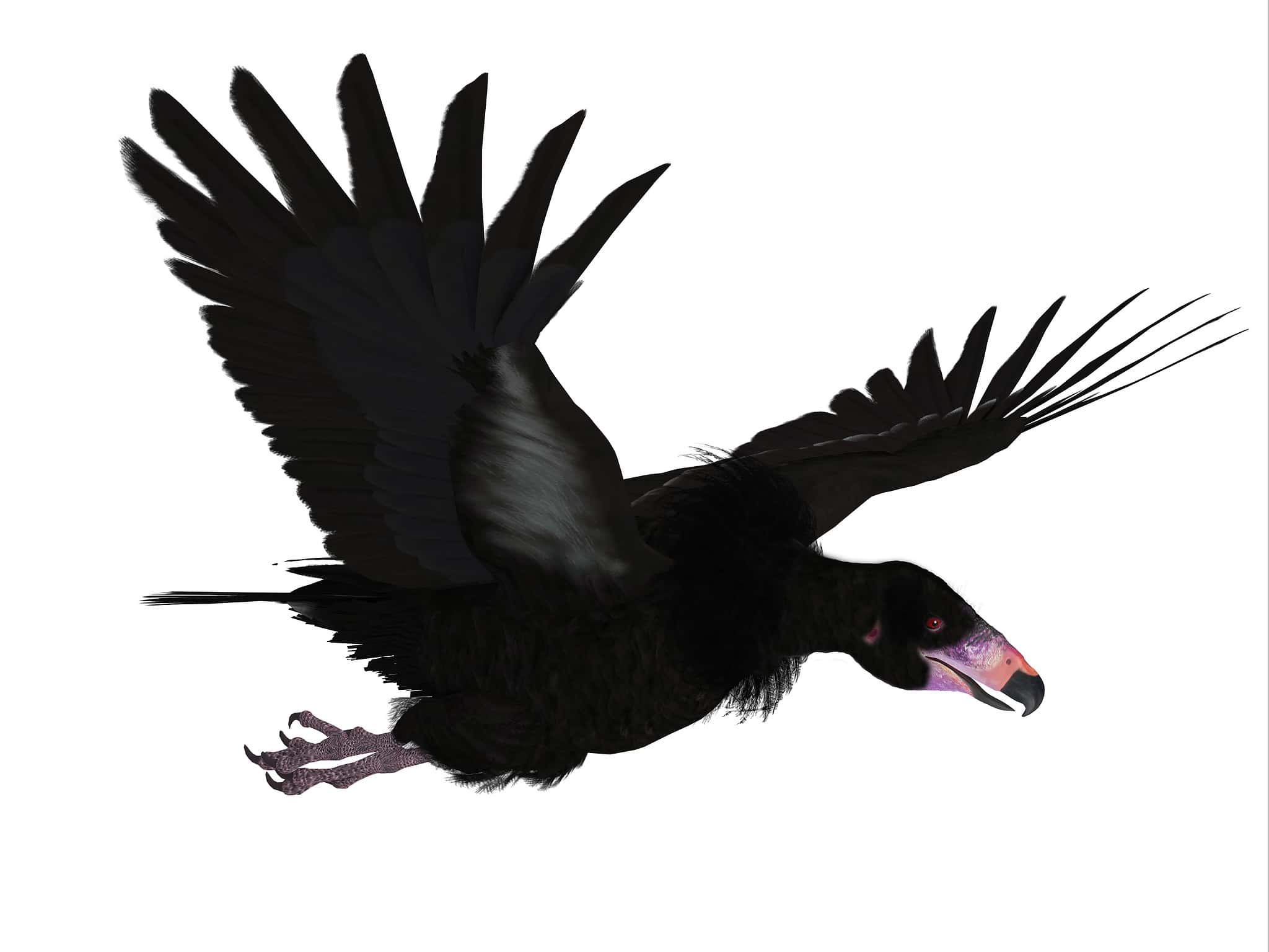 Discover Arizona's Thunderbird: Myth or Real-Life Creature? - A-Z Animals