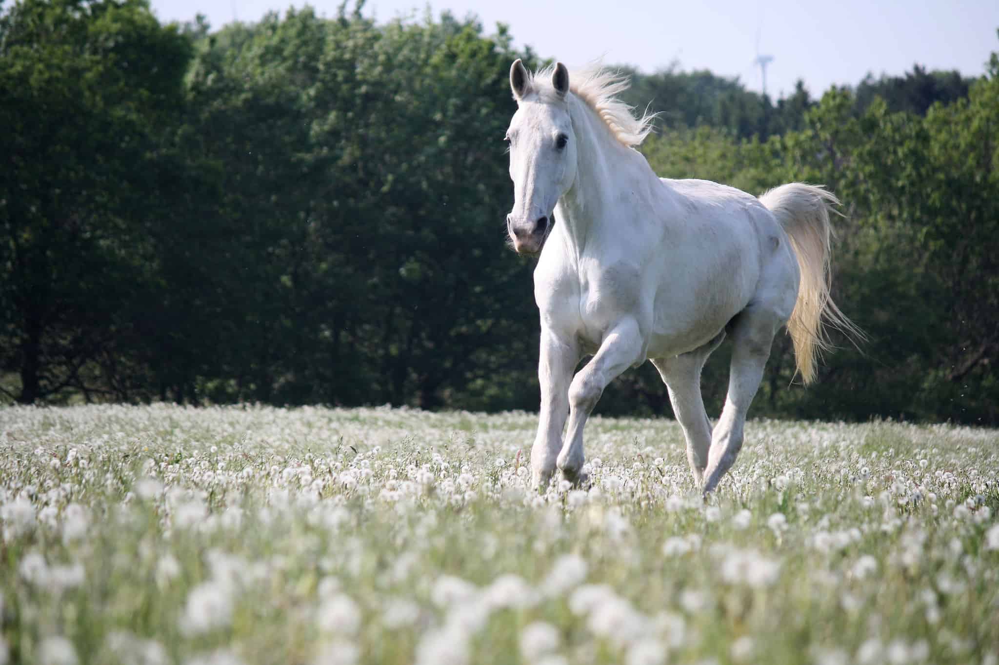 Foal Vs. Colt: The Key Differences and Why They Matter - A-Z Animals