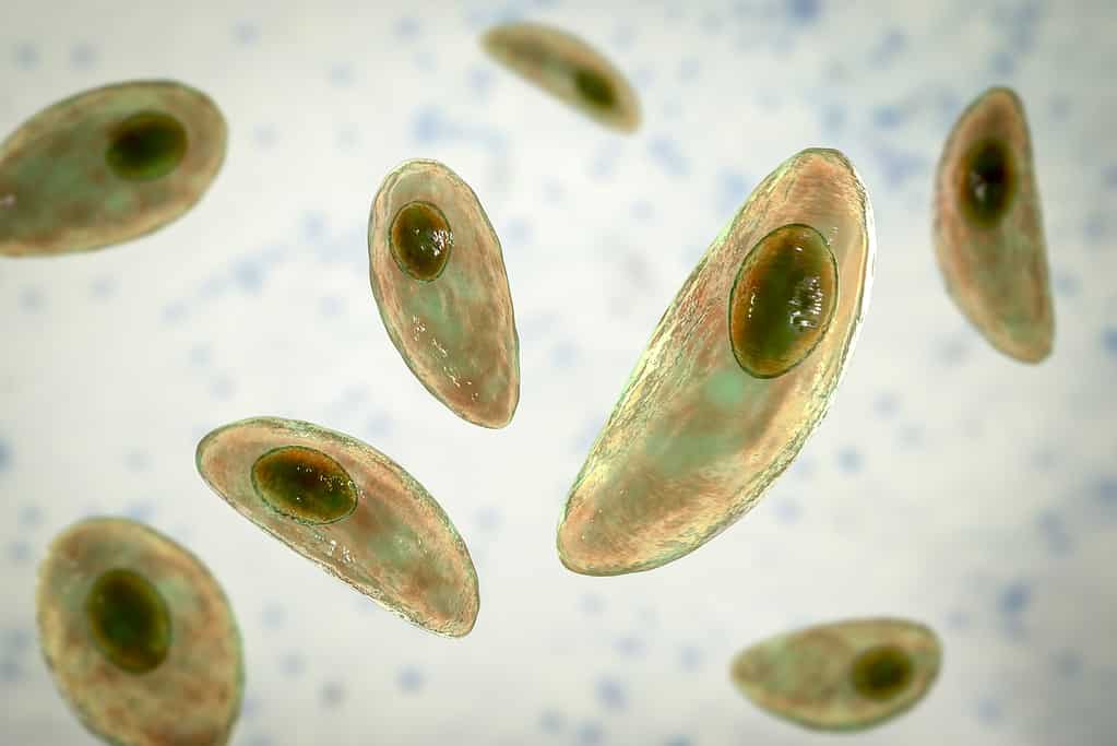 9 Parasites That Live in the Ocean (Appearance and the Damage They Can ...