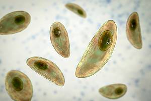 9 Parasites That Live in the Ocean (Appearance and the Damage They Can ...