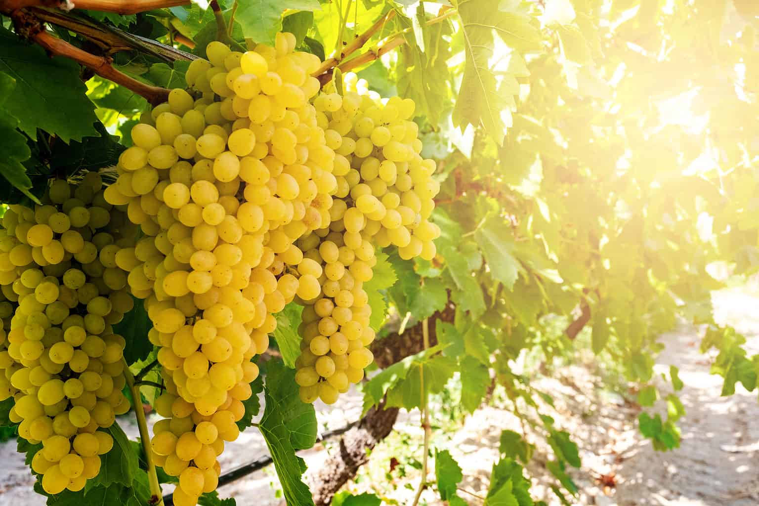 Discover the 20 Fruits That Start With Y - A-Z Animals