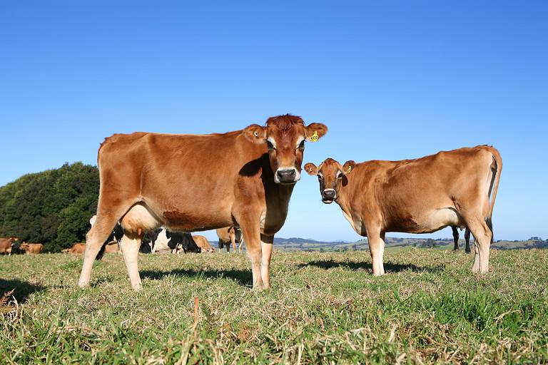 Do Happy Cows Really Produce More Milk? - A-Z Animals