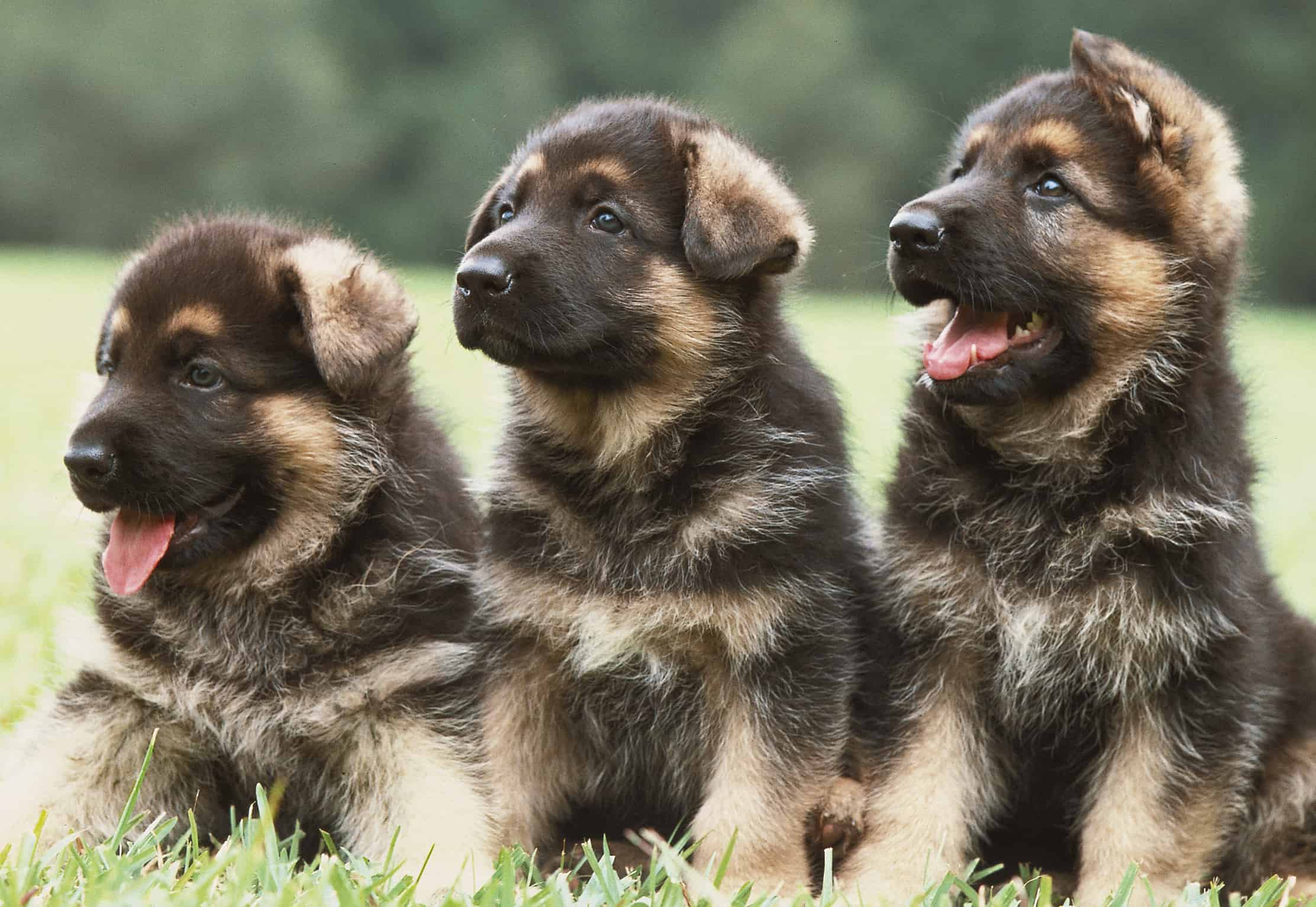 When To Neuter Or Spay Your German Shepherd 5 Steps To Follow A Z When To Neuter Or Spay Your German Shepherd 5 Steps To Follow A Z