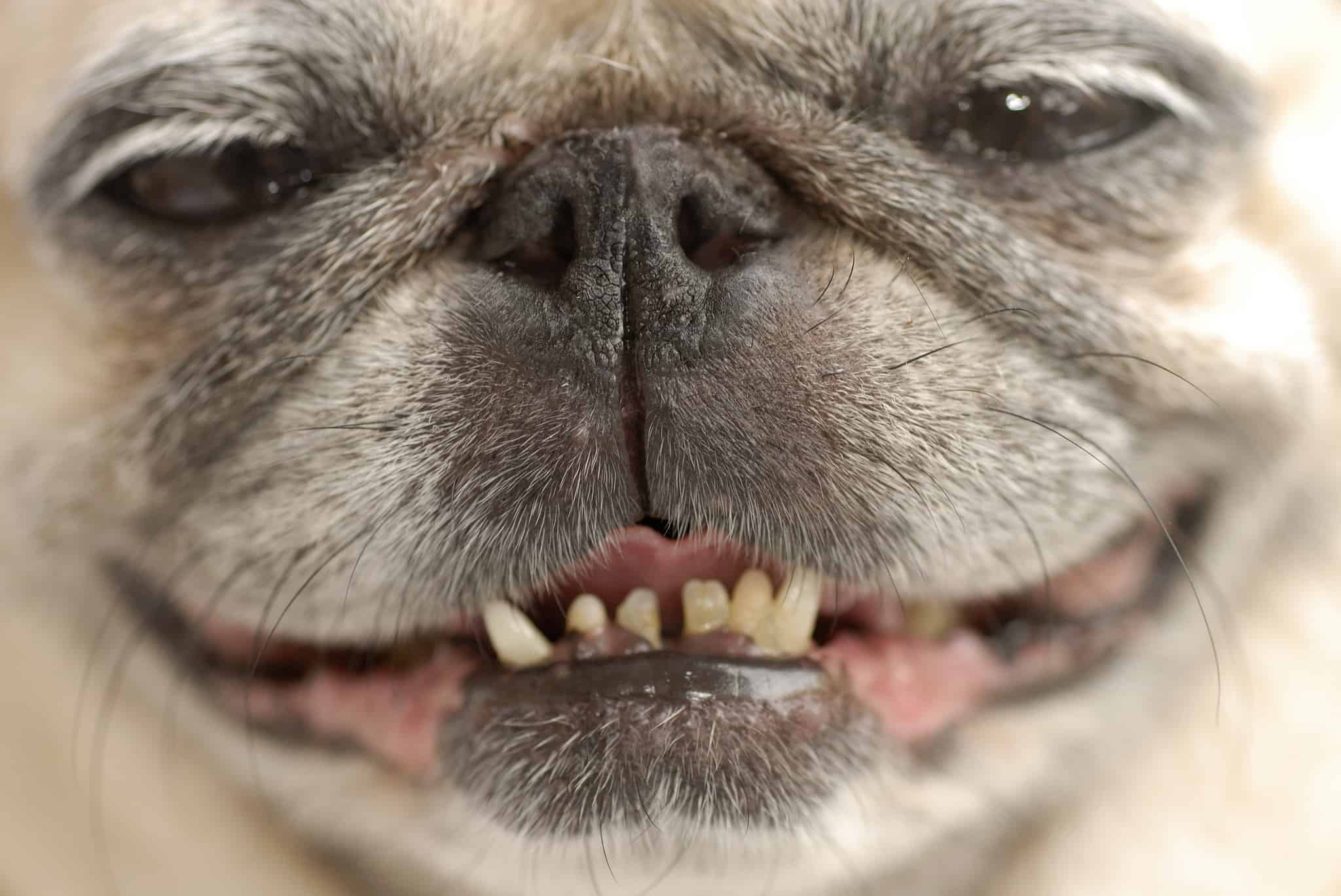 Pug Teeth: Everything You Need to Know - A-Z Animals