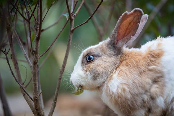 Can Rabbits Have Rabies: What To Do If Bitten By One - A-Z Animals