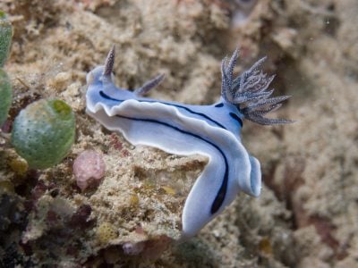 15 Real Life Animals That Inspired Spongebob - A-Z Animals