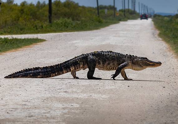 Discover The 6 Largest Alligators Ever Found in Texas - A-Z Animals