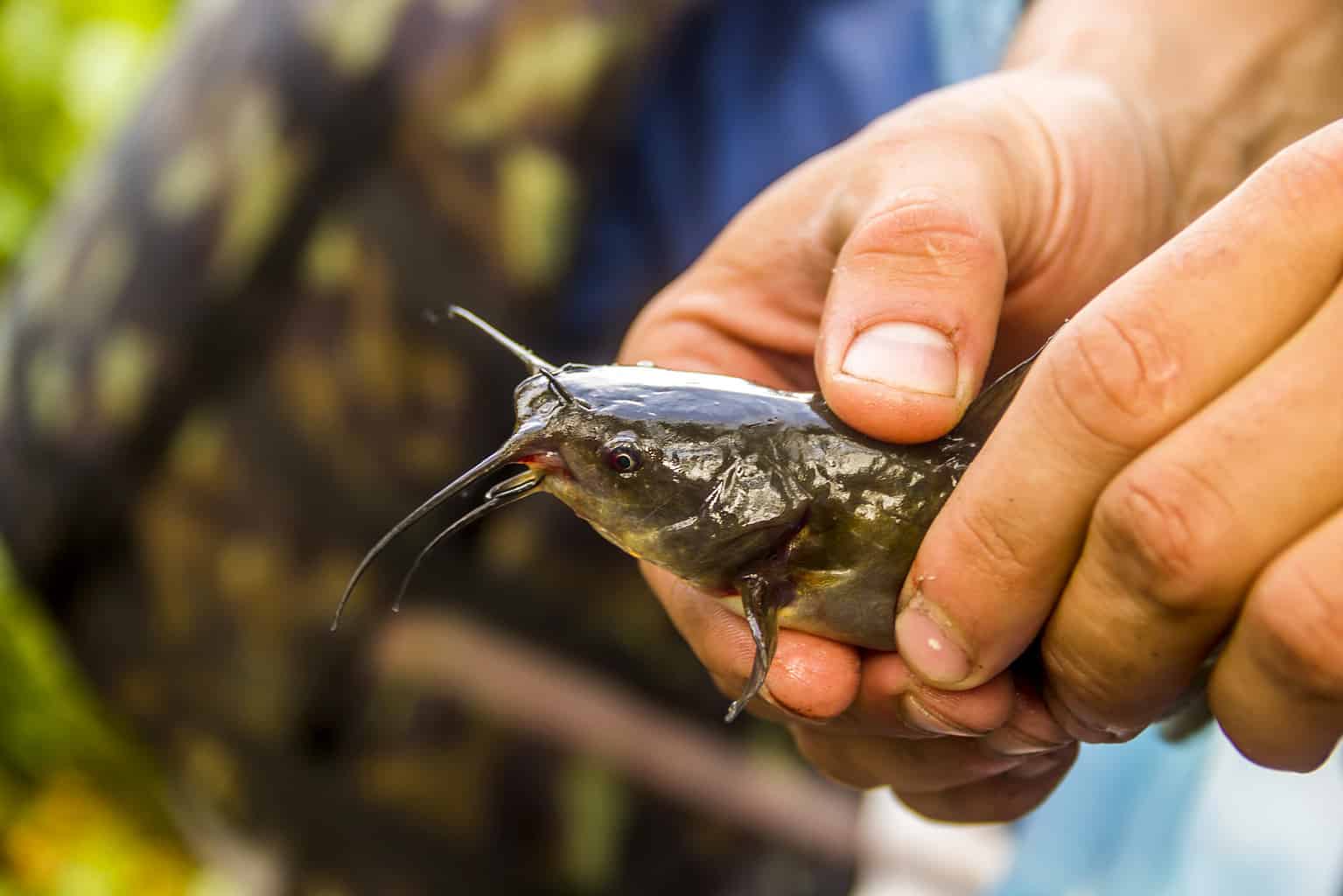 Baby Catfish: 7 Pictures and 7 Amazing Facts - A-Z Animals