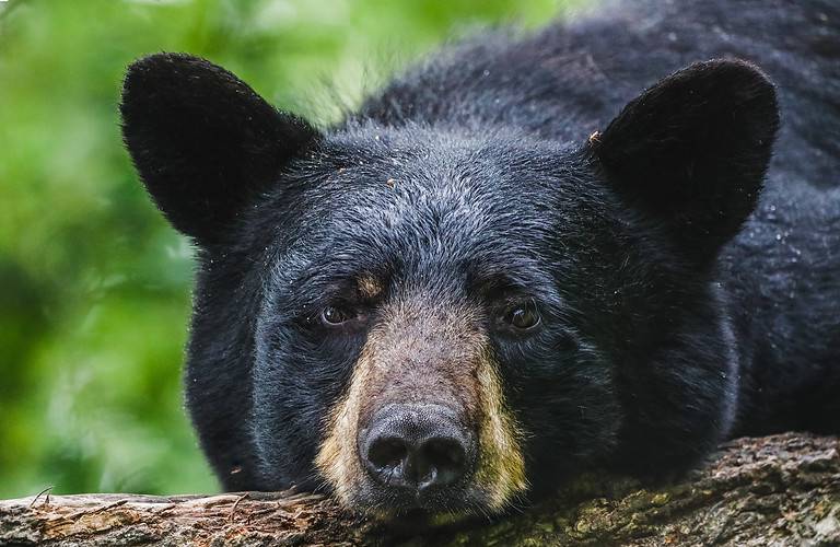 The Most Dangerous Bear in the World (and Where You Might Encounter It ...