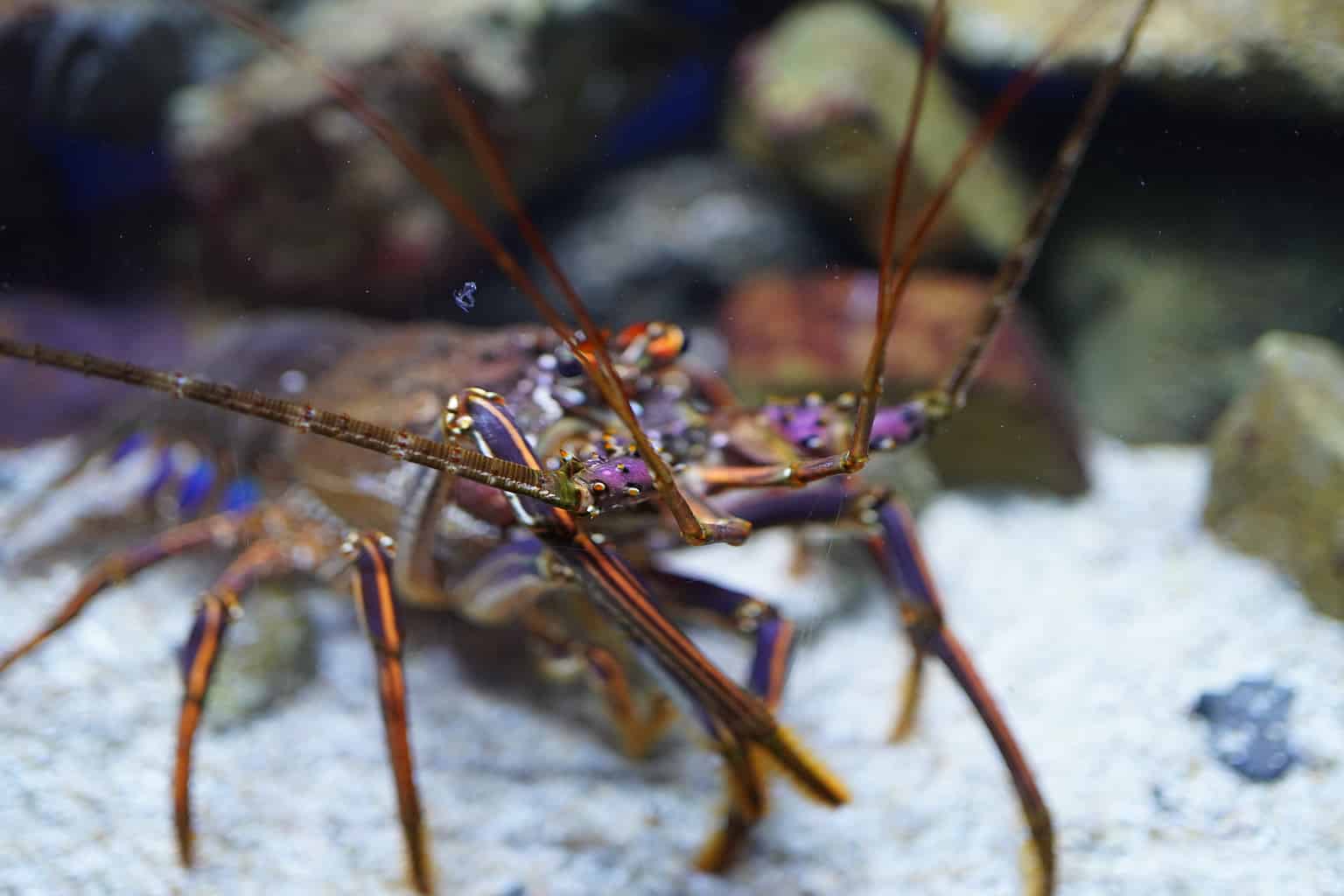 The Lobster Never Stops Growing, Plus More Astonishing Facts - A-Z Animals