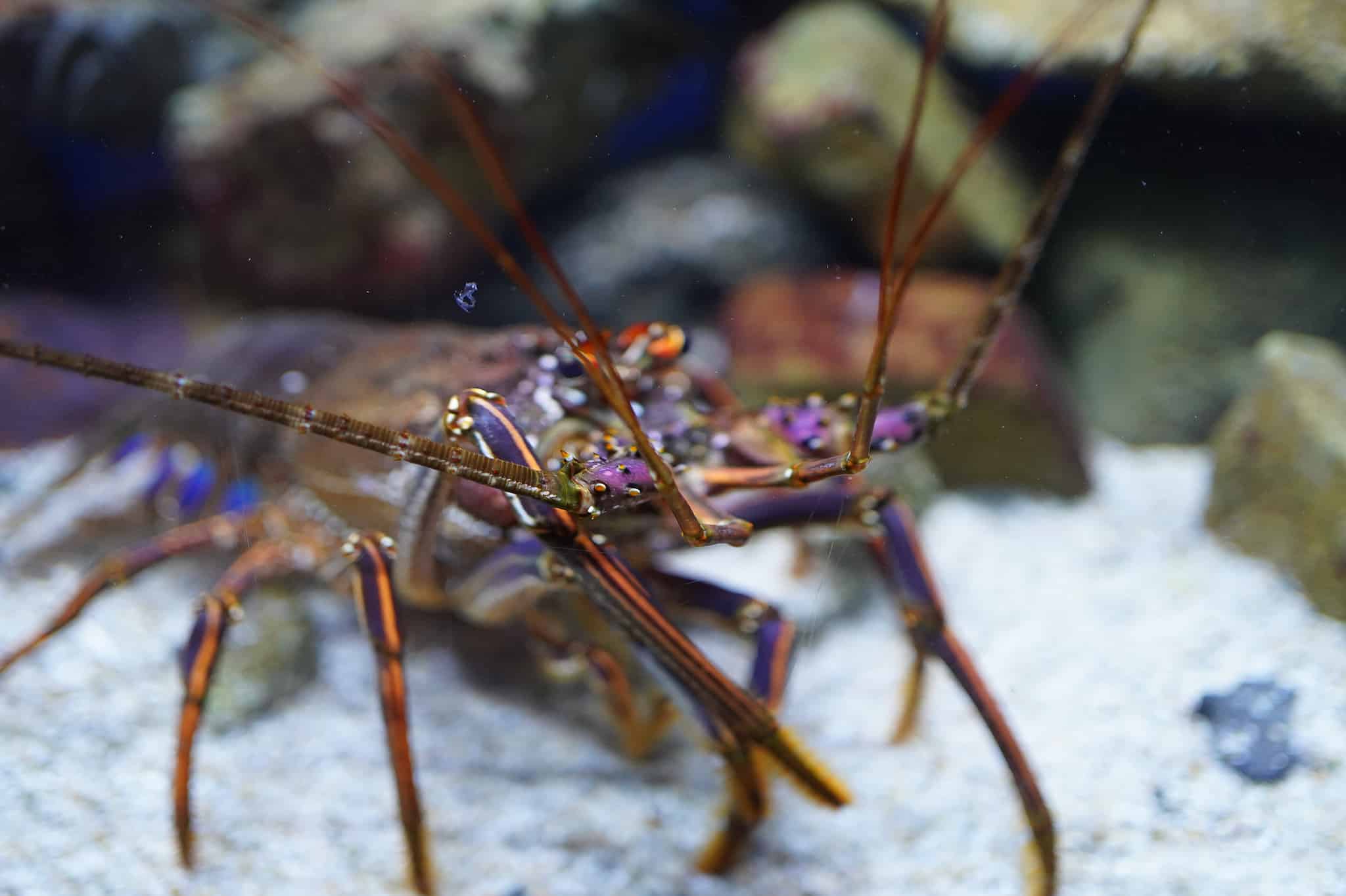 The Lobster Never Stops Growing, Plus More Astonishing Facts - A-Z Animals
