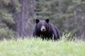 Thousands of Black Bears Are Running Rampant in These States - A-Z Animals