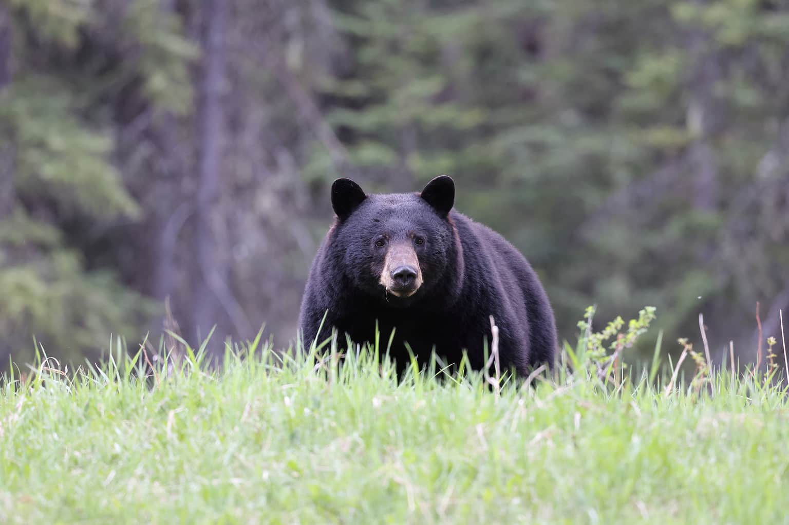 Grizzly Bears Thrive in These U.S. States - A-Z Animals Slideshows