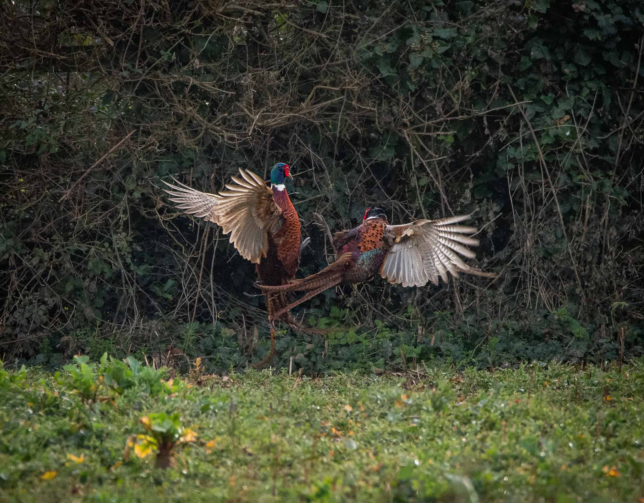 How Conservation Groups Support Pheasant Hunting - A-Z Animals