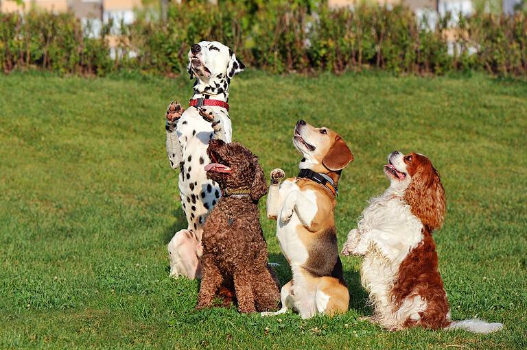 The 25 Most Popular Dogs in America in 2024 - A-Z Animals