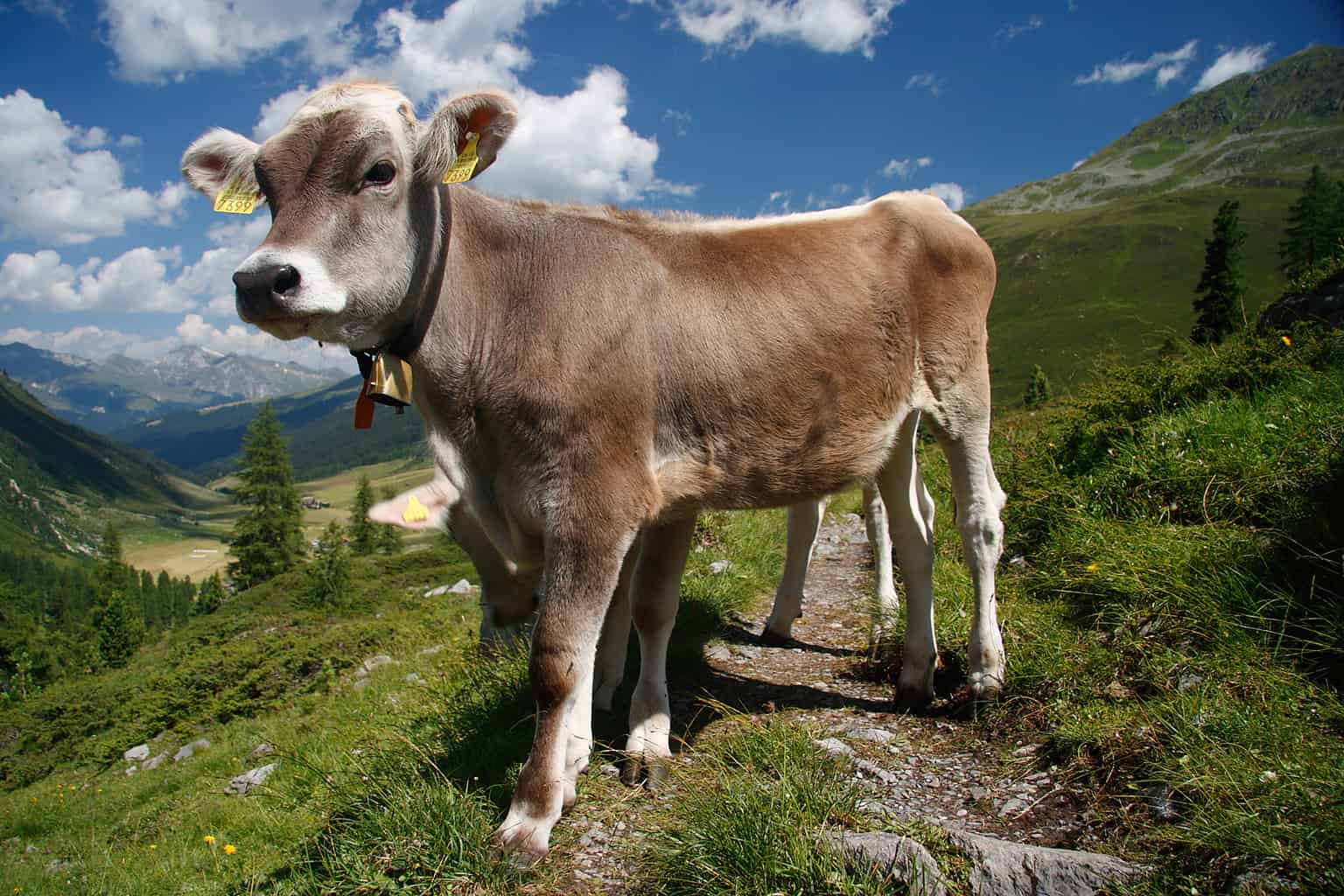 How Cows Digest Grass with Their Four-Stomach System - A-Z Animals