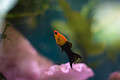 15 Cheap Freshwater Aquarium Fish to Buy on a Budget - A-Z Animals