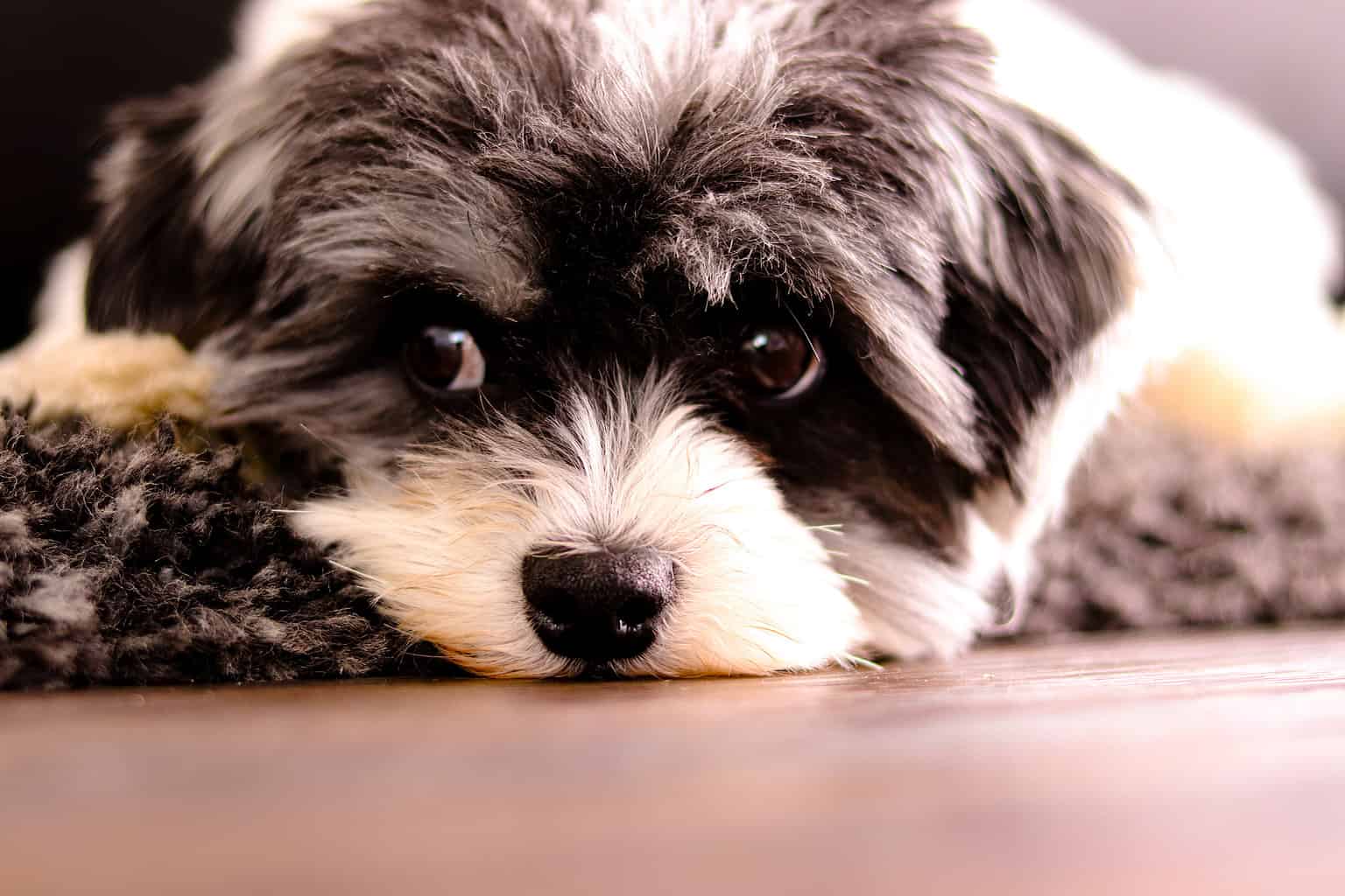 Sheepadoodle Lifespan: How Long They Typically Live + 5 Common Health ...