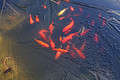 Feral Goldfish are Nearing "Invasive" Levels in Canada - A-Z Animals