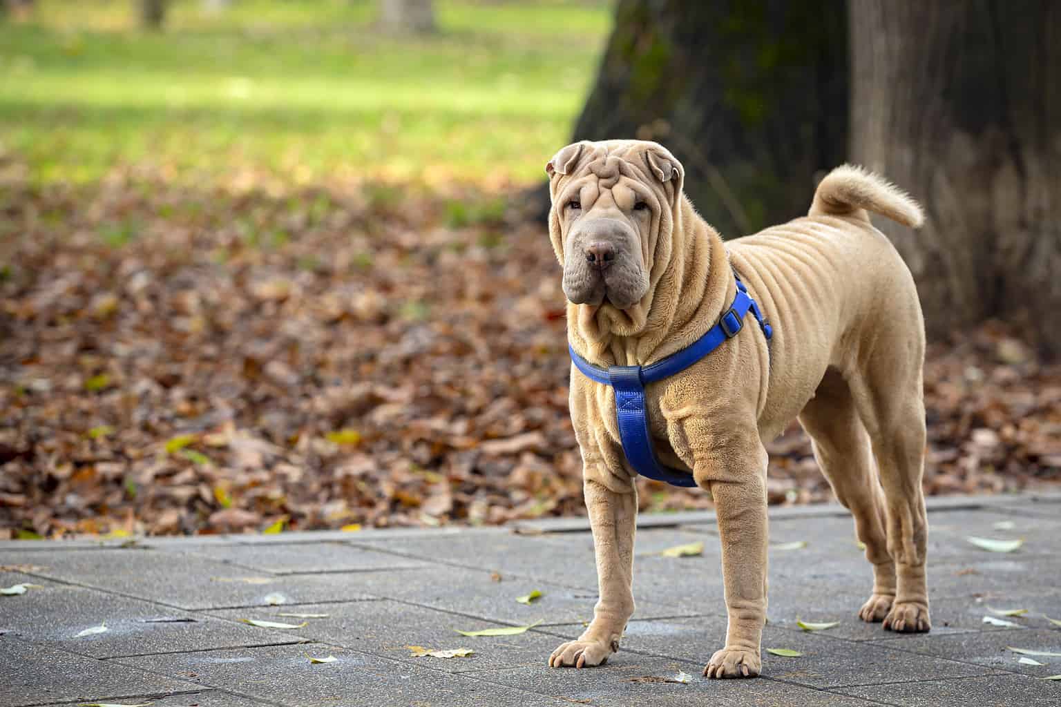 Shar Pei Progression: Growth Chart, Milestones, and Training Tips