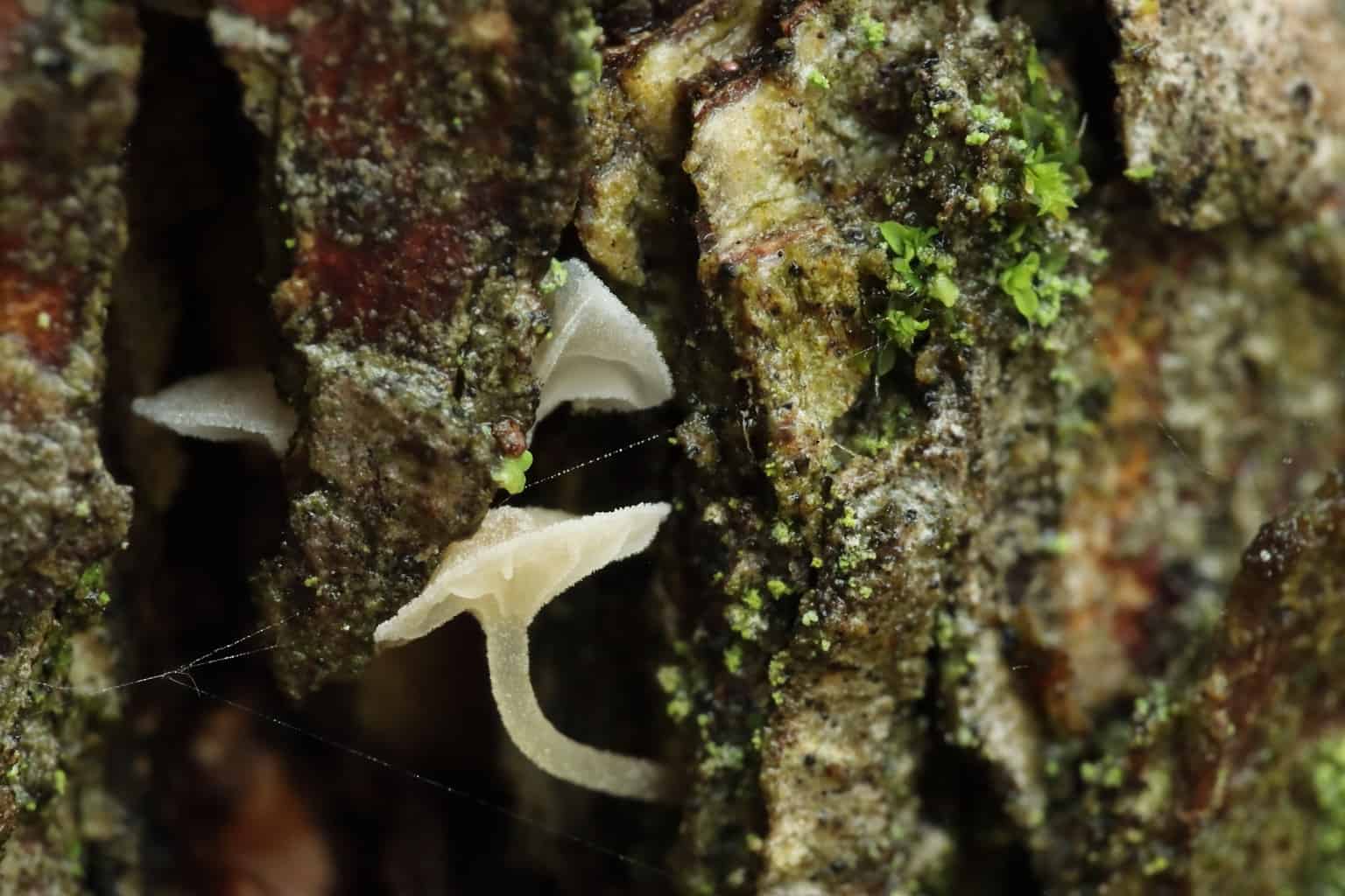 Moss vs. Lichens: Key Differences - A-Z Animals