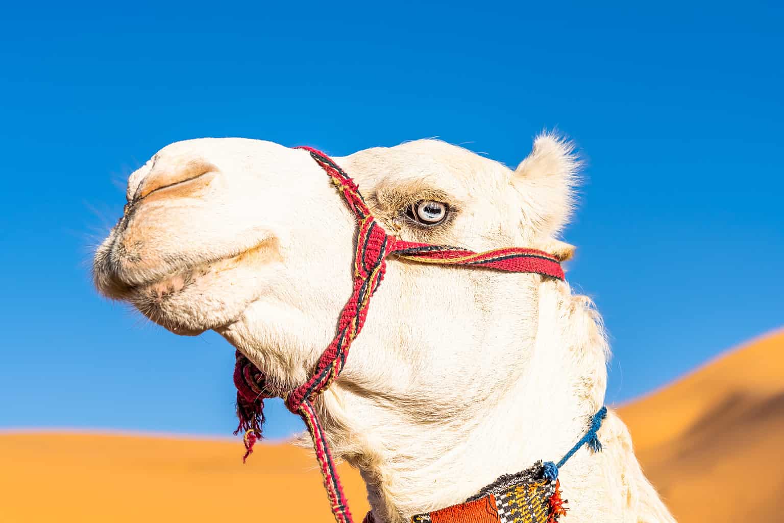 Discover 25 Animals with Stunning Blue Eyes - A-Z Animals