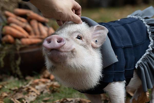 255+ Perfect Pig Names For Your Pet - A-Z Animals