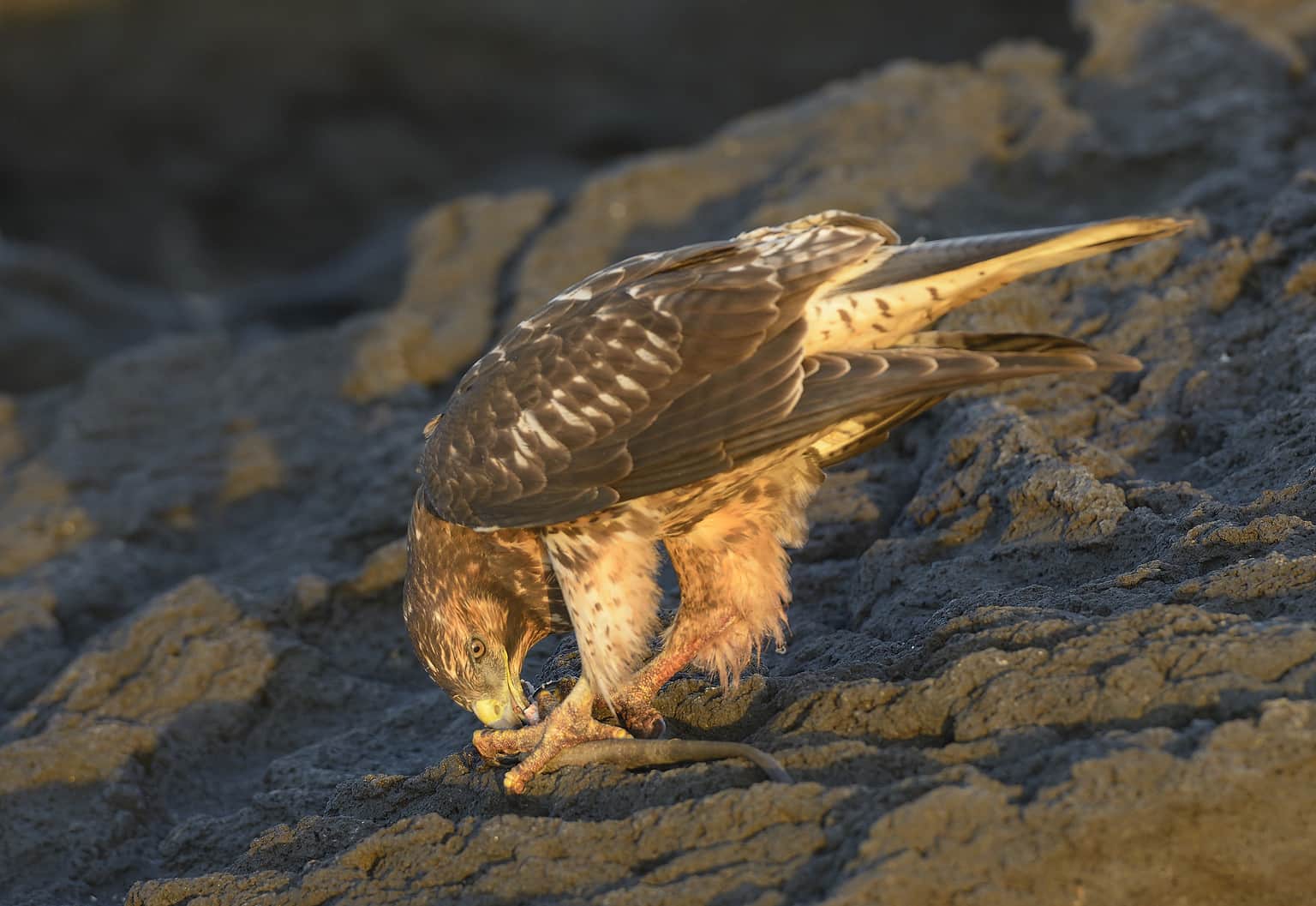 Hawk Poop: Everything You've Ever Wanted to Know - A-Z Animals