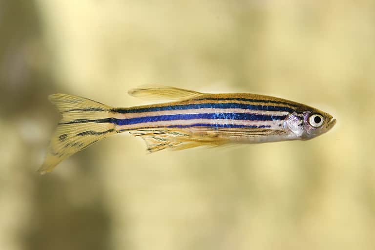 15 Cheap Freshwater Aquarium Fish to Buy on a Budget - A-Z Animals