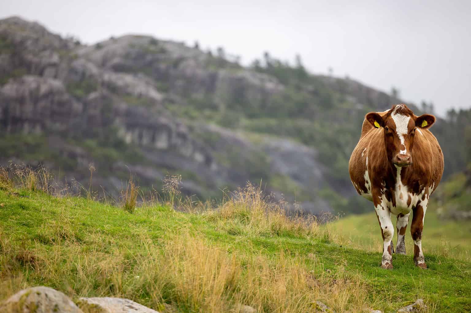 Which Cows Produce the Most Milk? - A-Z Animals