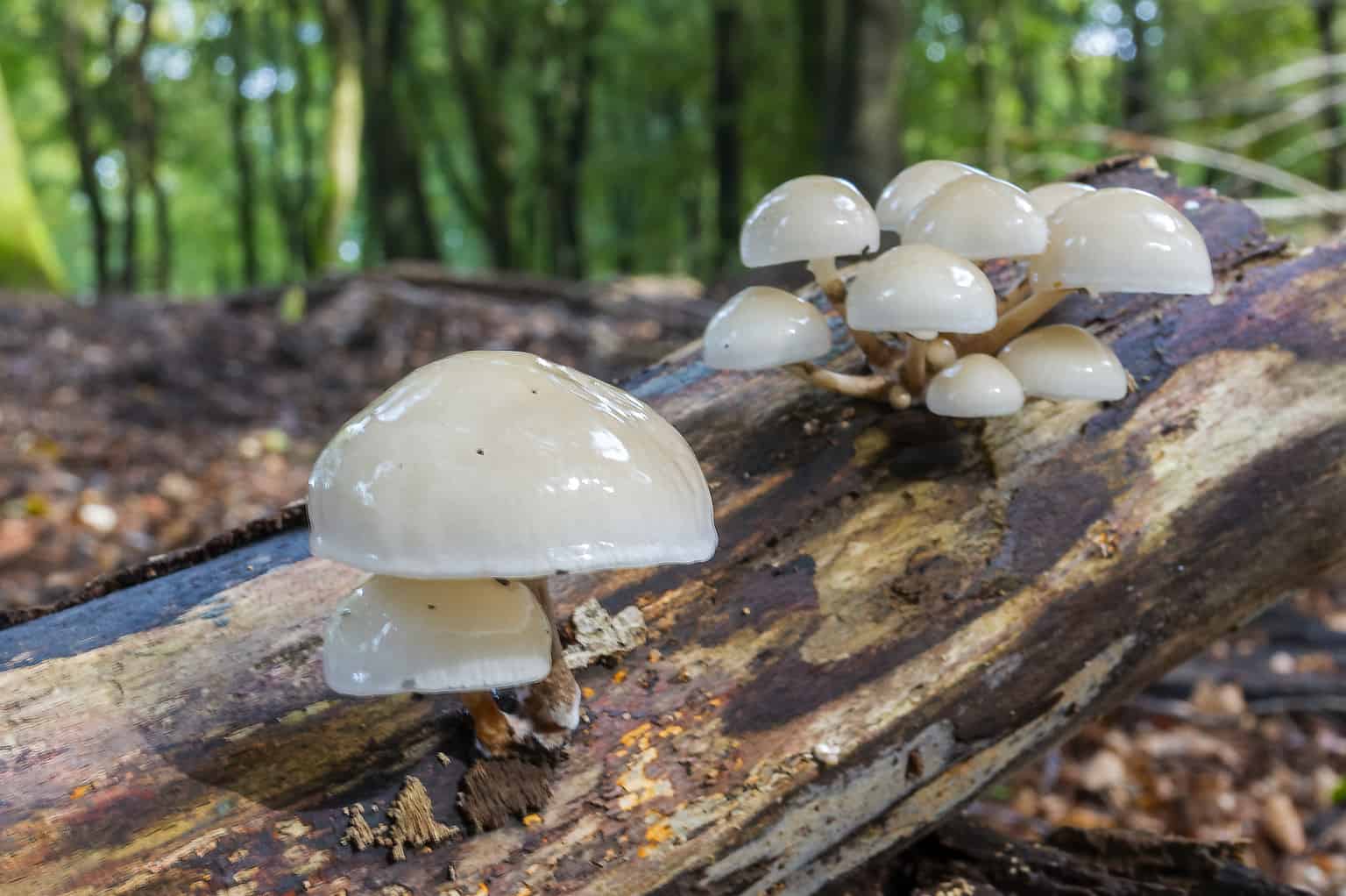 Types of White Mushrooms - A-Z Animals