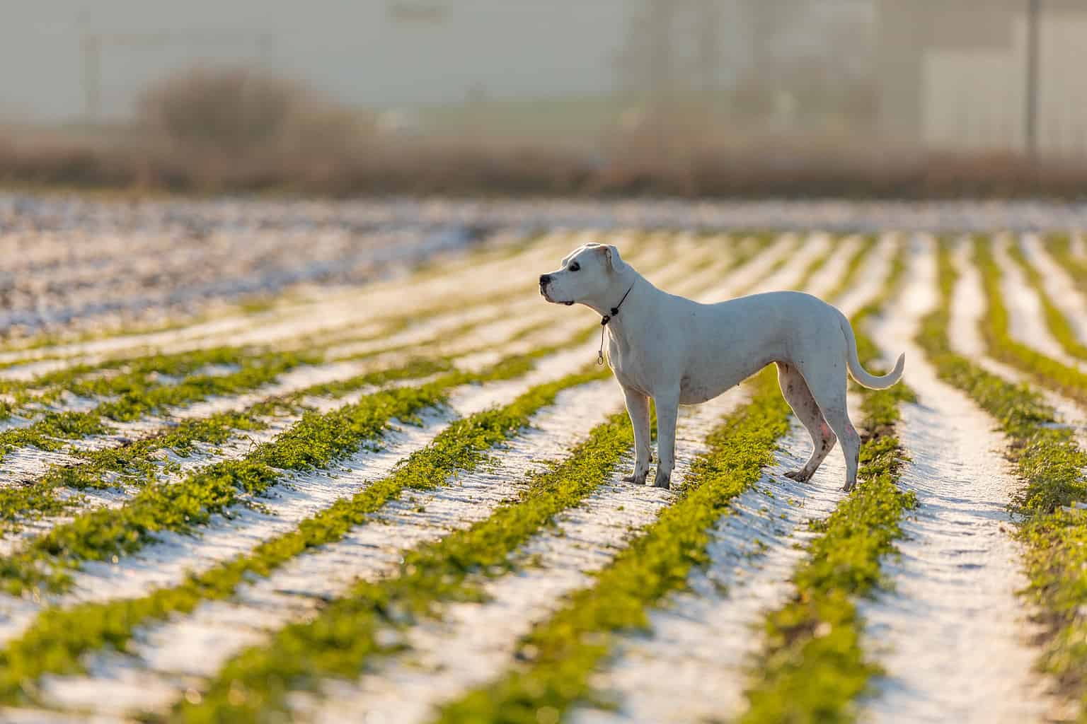 11 Training Tips for the Dogo Argentino - A-Z Animals