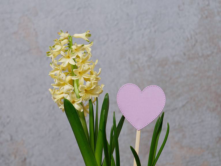15 Insulting Flowers That Represent Hatred and Dislike - A-Z Animals
