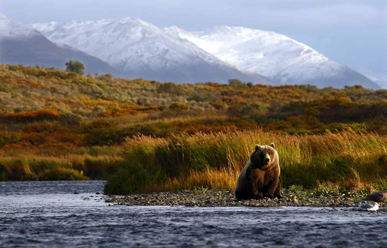 5 Places to Encounter Bears in Montana This Fall - A-Z Animals