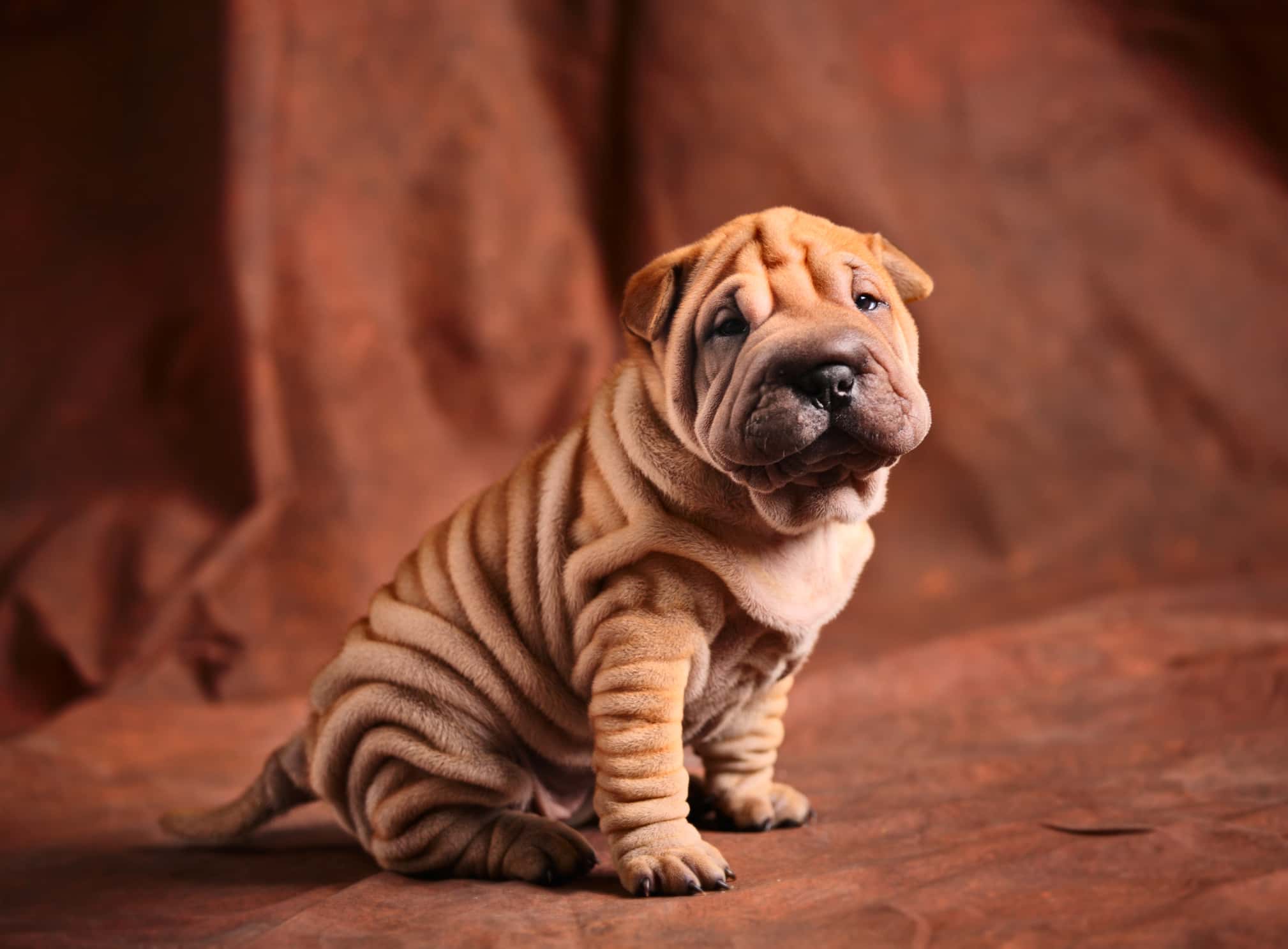 Shar Pei Progression: Growth Chart, Milestones, and Training Tips